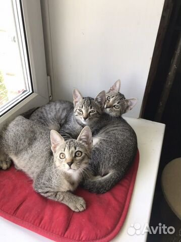 Котенок