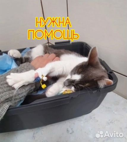 Котику нужна помощь