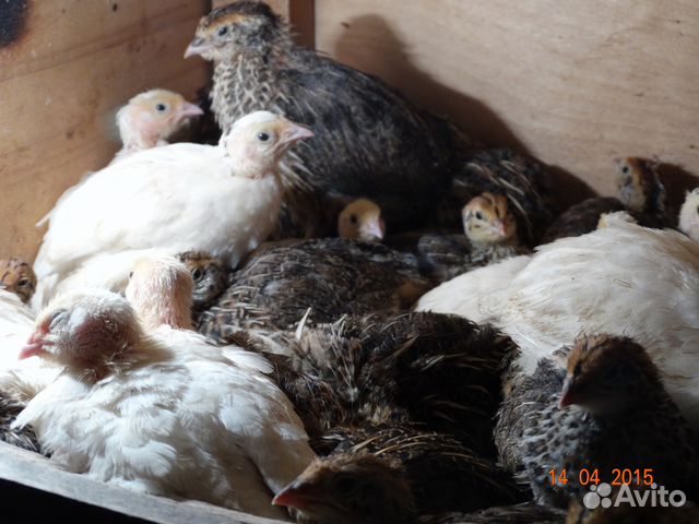 Суточные перепела