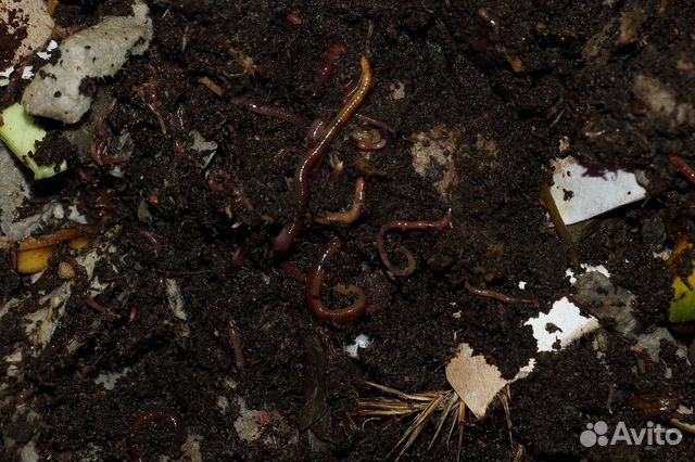 Черви старатель