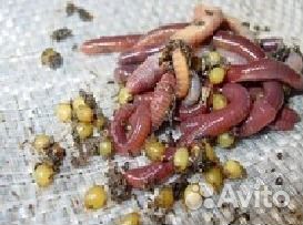 Черви "Старатель" от производителя