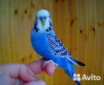 Попугаи, Голуби, Петухи, куры