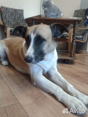 Клевый пес Кузьма