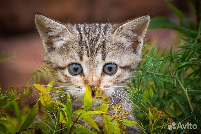 Красивые котята шпротики в добрые руки