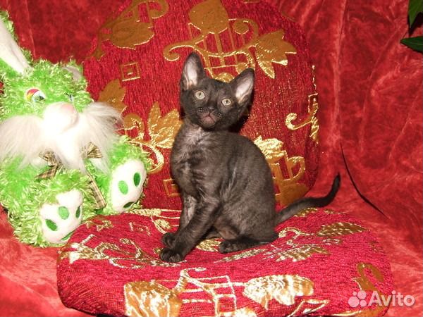 Большеглазый котенок рекс
