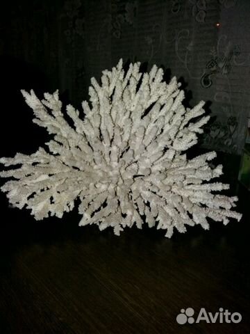 Коралл белый