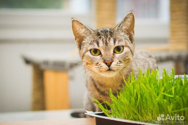 Кошечка Челси ищет дом