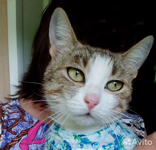 Нежная красавица - молодая Милаша в добрые руки