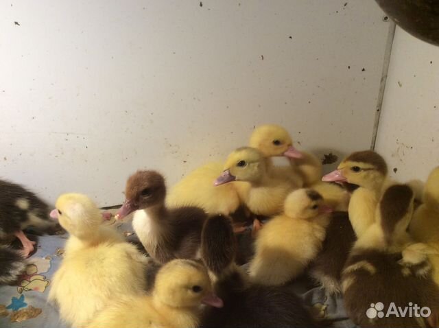 Утята мускусной утки (индоутки)