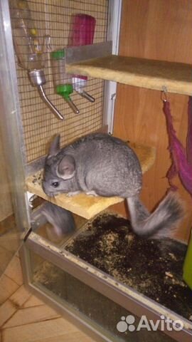 Шиншиллы в добрые руки