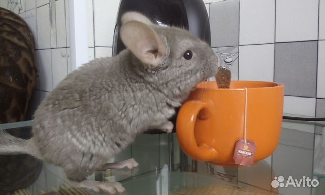 Шиншиллы