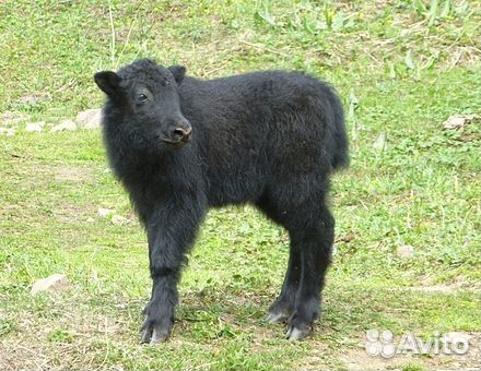 Продам молодняк яка