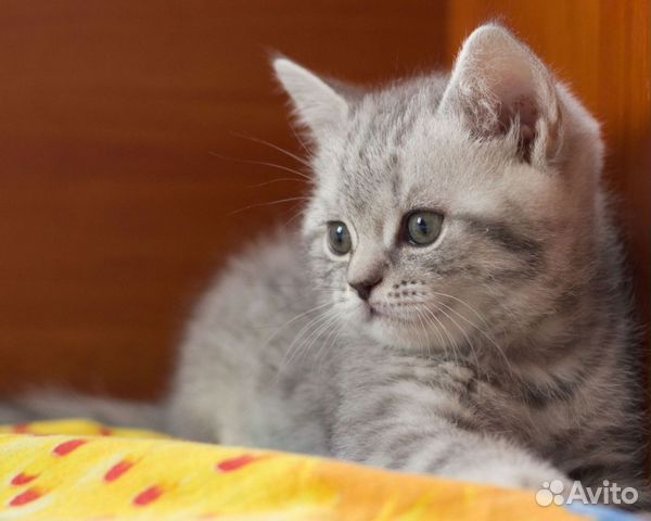 Кошечка
