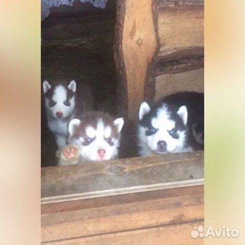 Щенки хаски и лайки