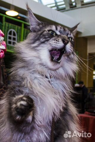 Шикарные кунята