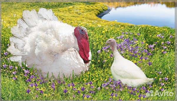 Инкубационное яйцо индейки