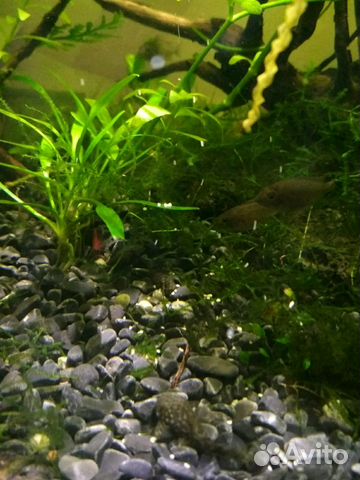 Рыба Пундамилия нуеререй(Pundamilianyererei)