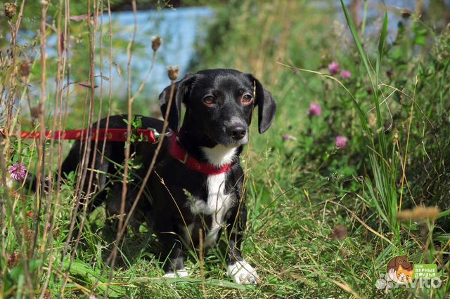 Черничка ищет дом