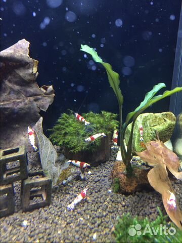 Креветки EBI PRL. RED Кристалл