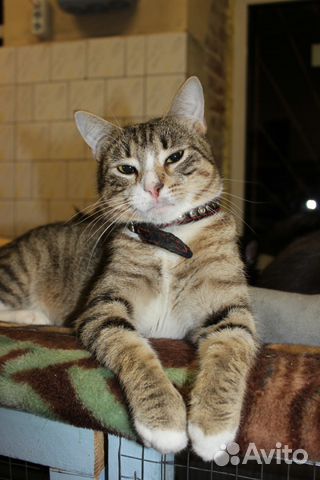 Молодой котик Остин 1 год