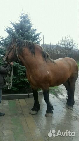 Жеребец тяжеловоз