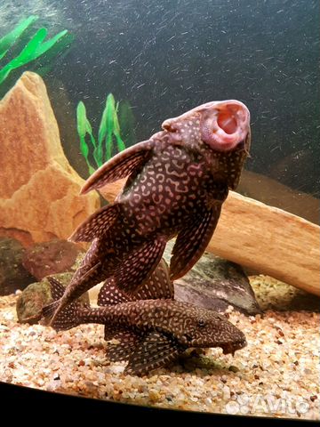 Аквариумная рыба- сом парчевый