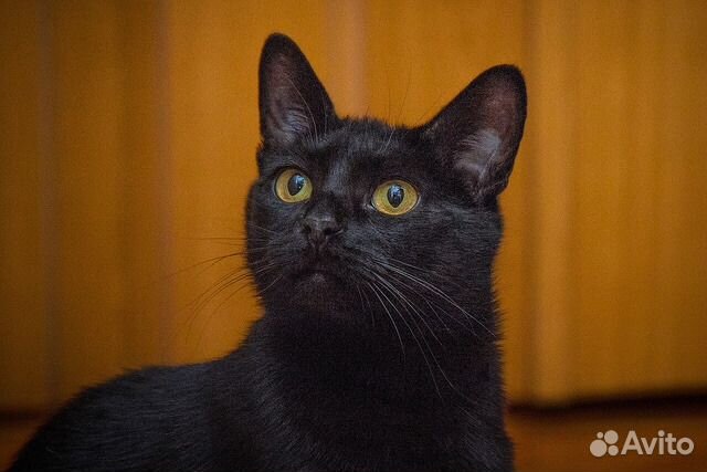 Красавица Микаэлла в добрые руки