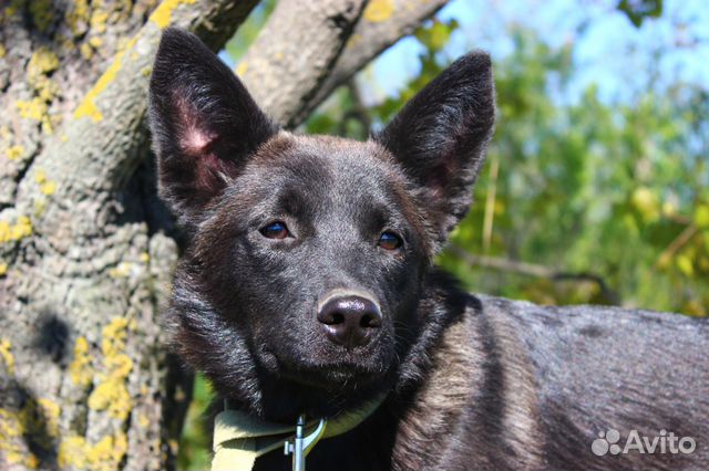 Рикка ищет дом