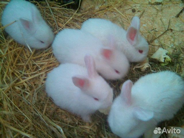 Крольчата Новозеландцы,Калифорния