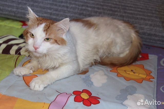 Котик со сложной судьбой, помогите спасти