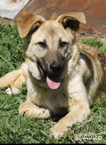 Собака-подросток,мальчик, 7 мес.в дар