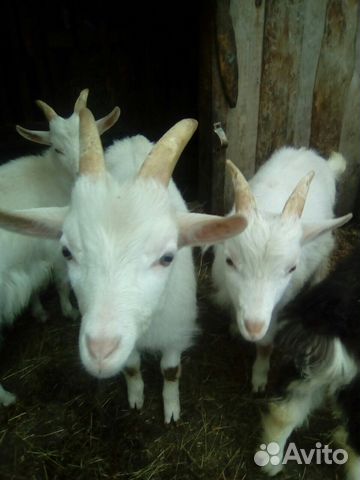 Продам козлят: козочки и козлики