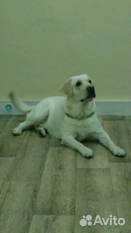 Жених лабрадор
