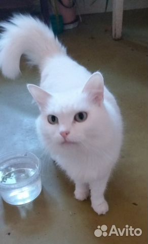 Ласковые кошечки остались без хозяев