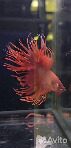 Рыбка аквариумная - петушок