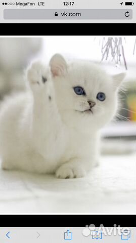 Котята из питомника