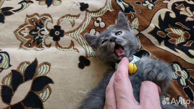 Классная девченка ищет мамулю, 2 мес