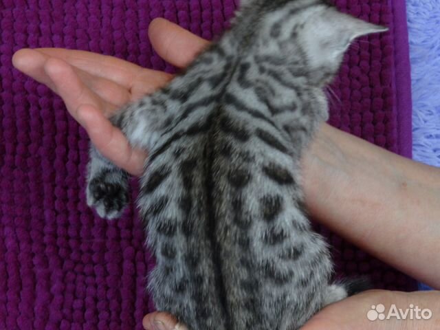 Бенгальские детки в новый дом