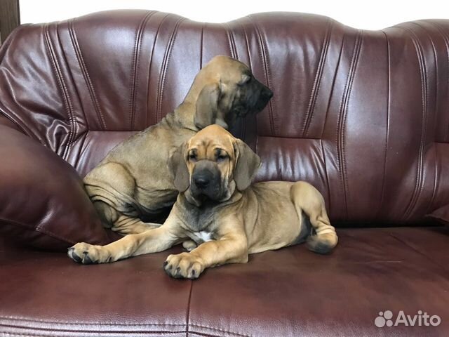 Шикарные щенки филы бразильеро