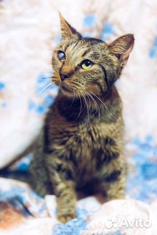 Кошка Кнопочка