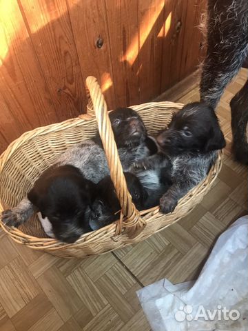 Щенки Дратхаара