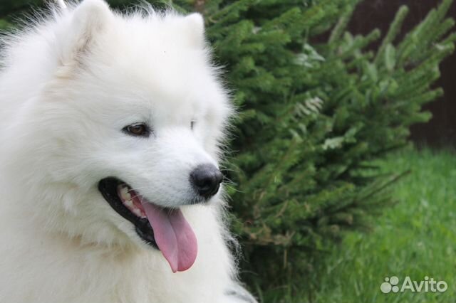 Вязка - Самоедская собака
