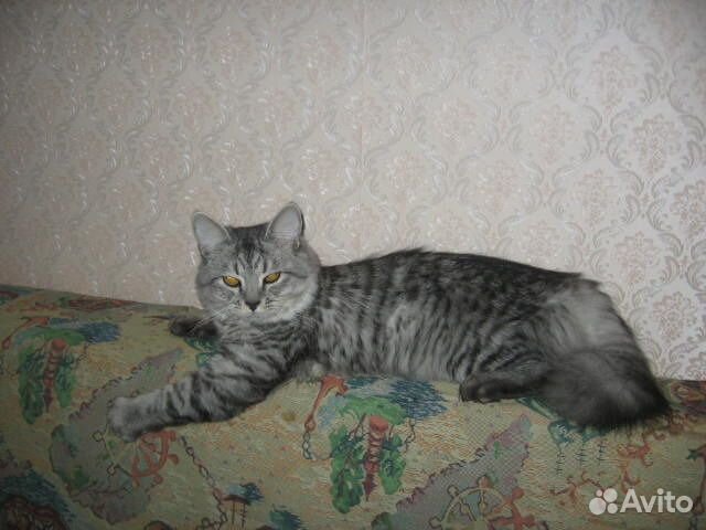 Кот приглашает на вязку