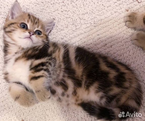 Британские котята мрамор на золоте