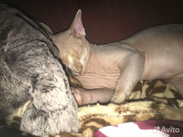 Сфинкс, вязка