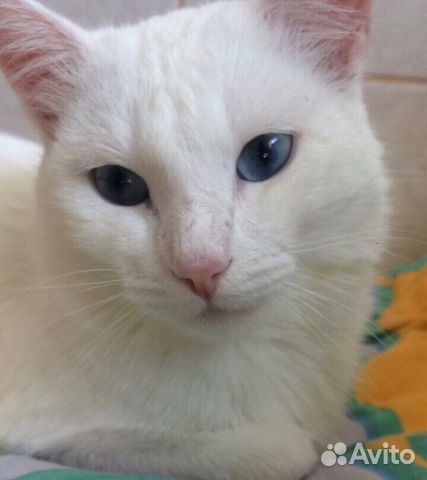 Белый котейка ищет дом