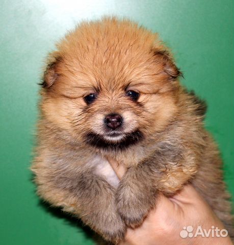 Красивые шпицы - самые маленькие