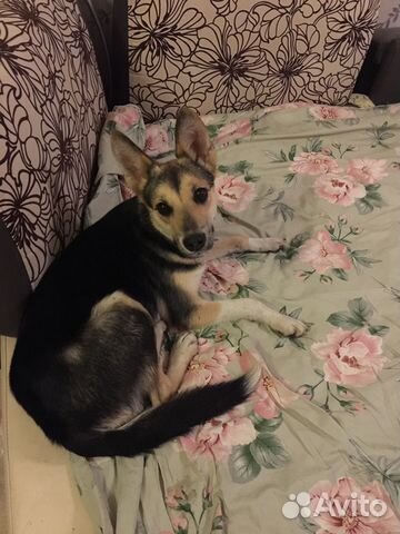 Отдам собаку овчаристого типа