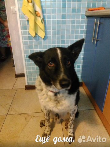 Домашний пес, потерявший семью