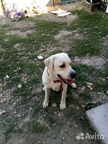 Вязка лабрадор